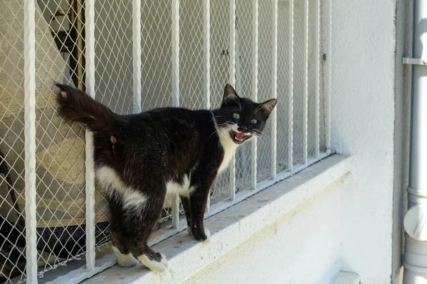 Cut off tail Stock Photos, Royalty Free Cut off tail Images | Depositphotos