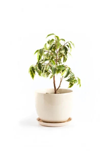 Plante bébé sur blanc images libres de droit, photos de Plante bébé sur ...