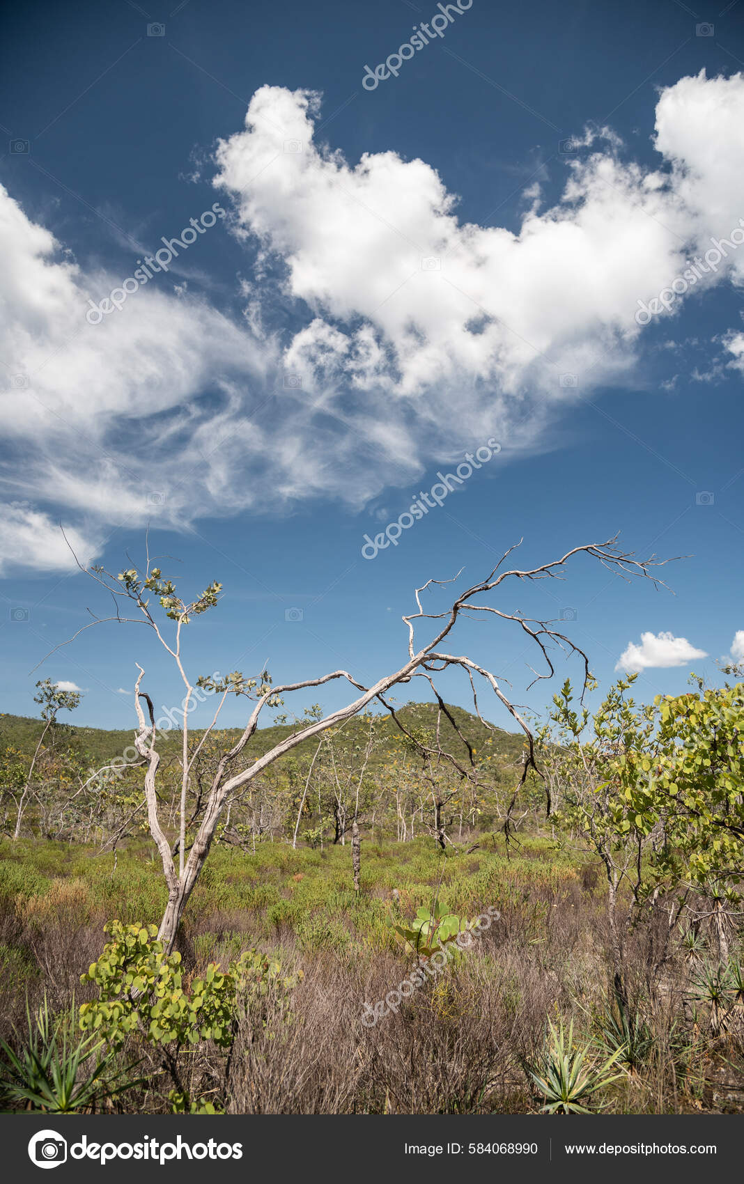 Beautiful View Typical Cerrado Tree Wild Landscape Chapada Dos ...