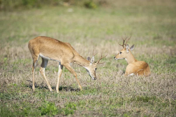 Pampas Deer Cub Fields Brazilian Pantanal Miranda Mato Grosso Sul ...