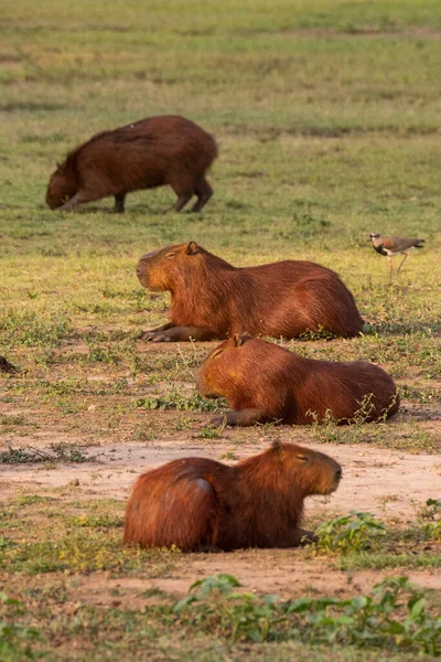 Capybara parade brazil Stock Photos, Royalty Free Capybara parade ...