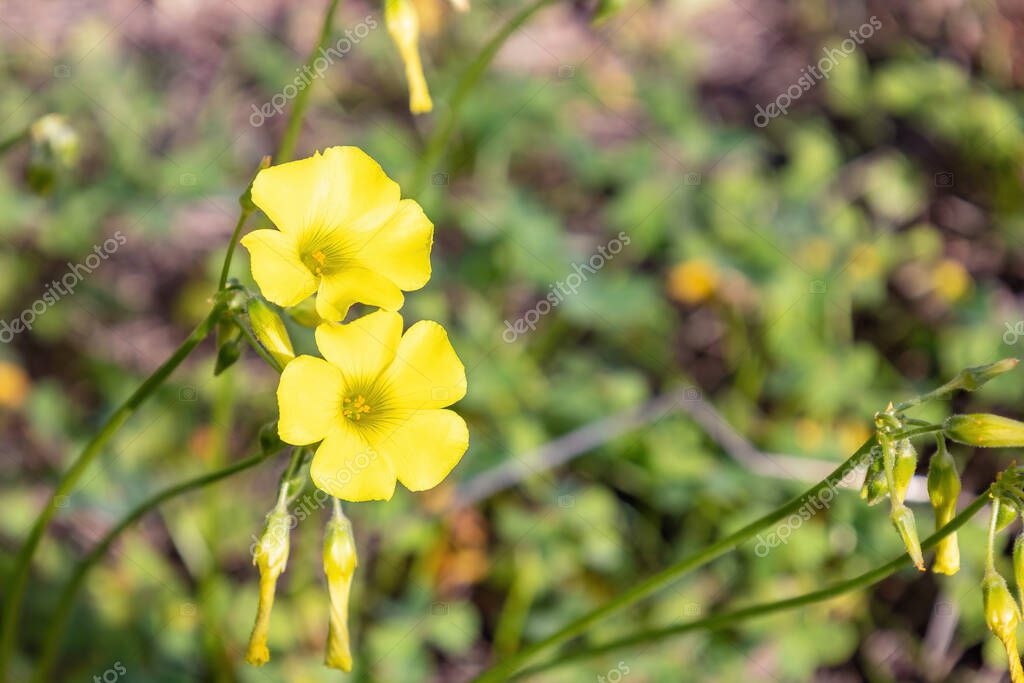 Una flor de Oxalis pes-caprae conocida como acedera africana, Bermuda ...