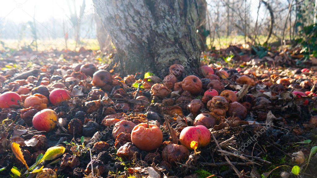 Huerto de manzanas y muchas frutas caídas en descomposición bajo el árbol en el suelo del jardín ...