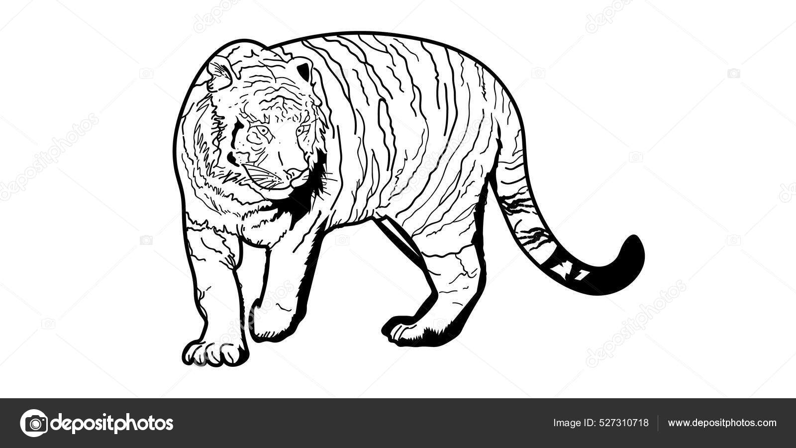 Vector Image Tiger Outlines — Stock Photo © executive111 #527310718
