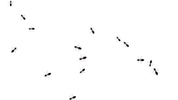 Ant insects randomly walking crawling over green screen white ...