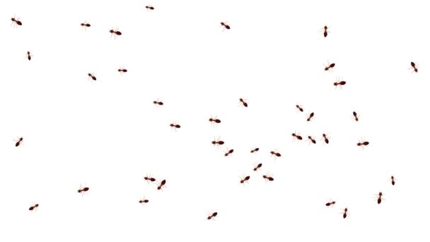 Line of worker ants marching in search of food on white background ...