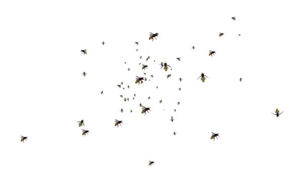 Swarm Of Flies Png