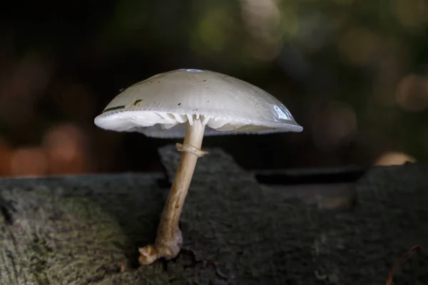 Toadstool brilhante Stock Photos, Royalty Free Toadstool brilhante ...