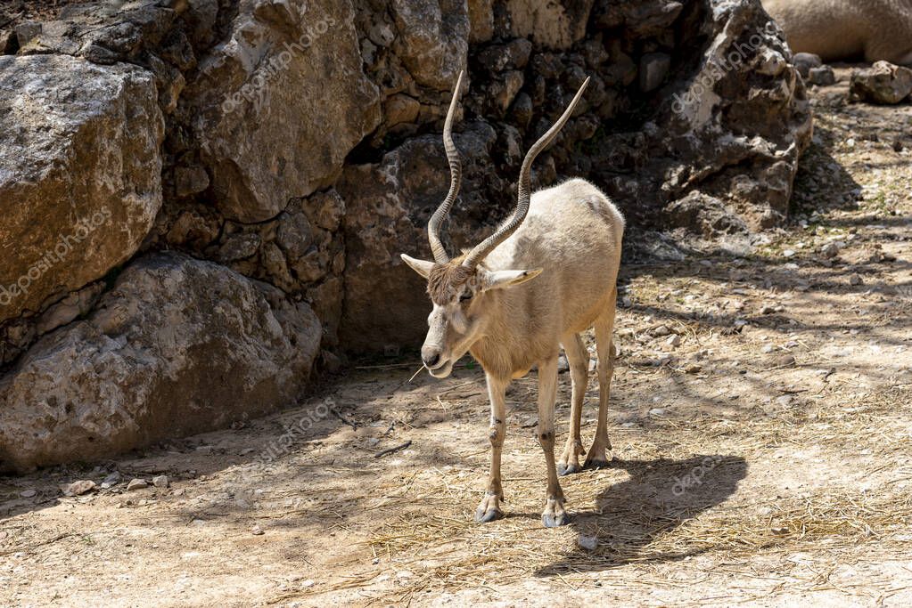 El ant lope blanco, Addax nasomaculatus, tambi n conocido como el ant ...