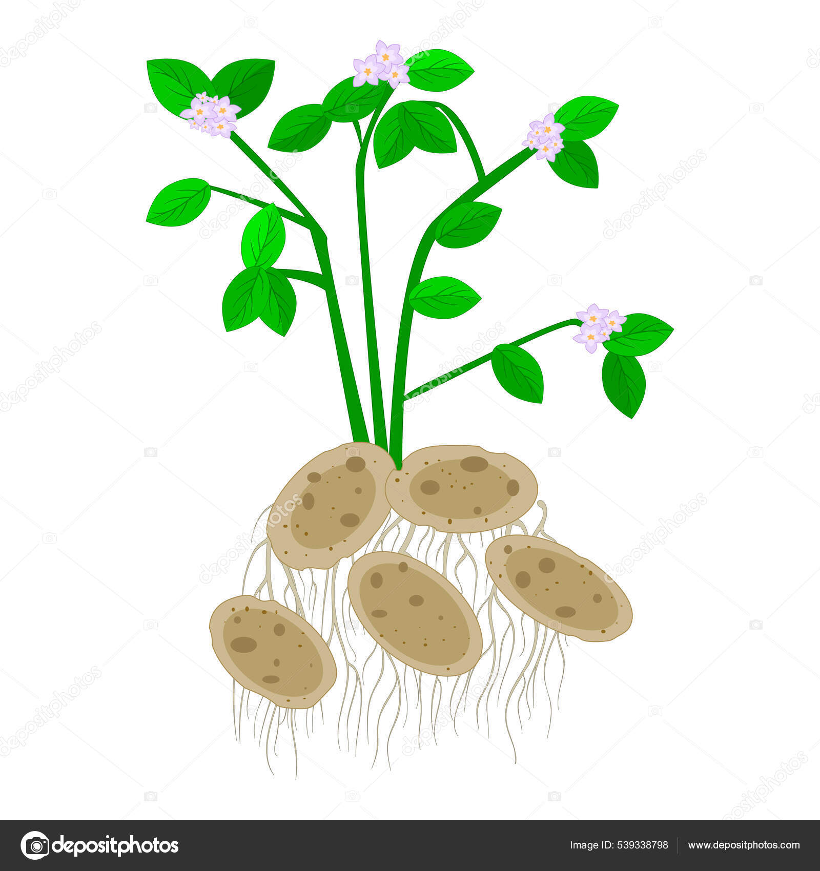 Potato Plant Drawing