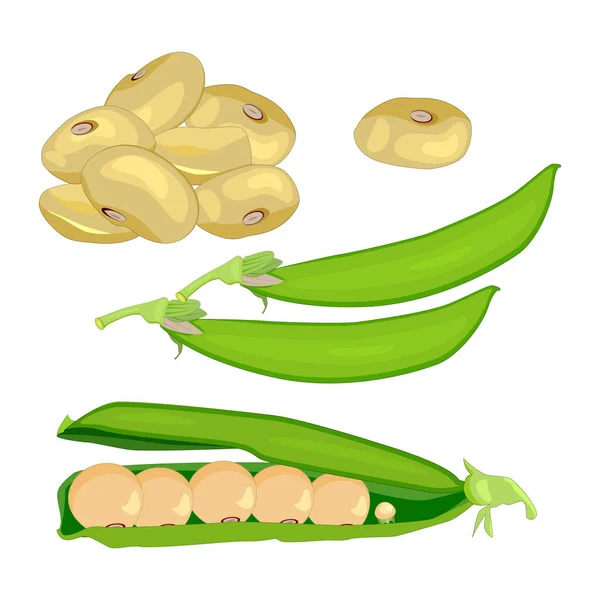 Growing Beans Clipart