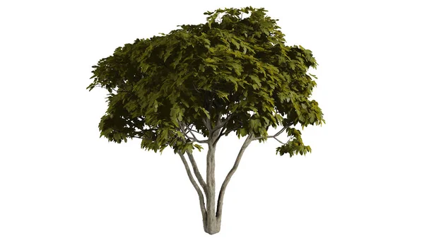 Australian ti tree Stock Photos, Royalty Free Australian ti tree Images ...