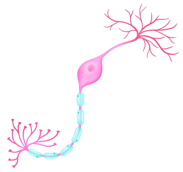 Multipolar Neuron Unlabeled