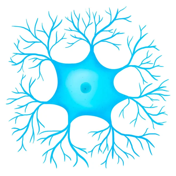 An anaxonic neuron is a type of neuron. 2024