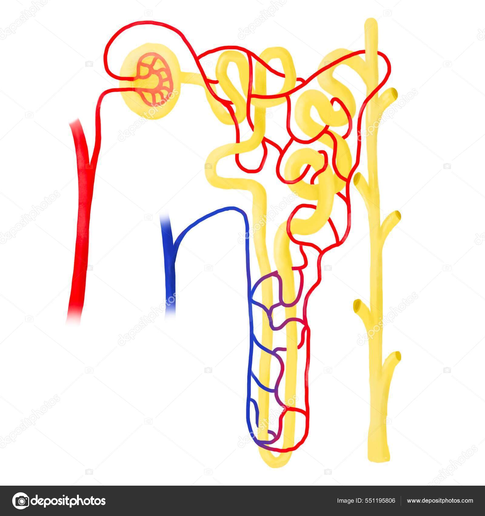 Una Nefrona Unidad Estructural Funcional Básica Los Riñones: fotografía ...