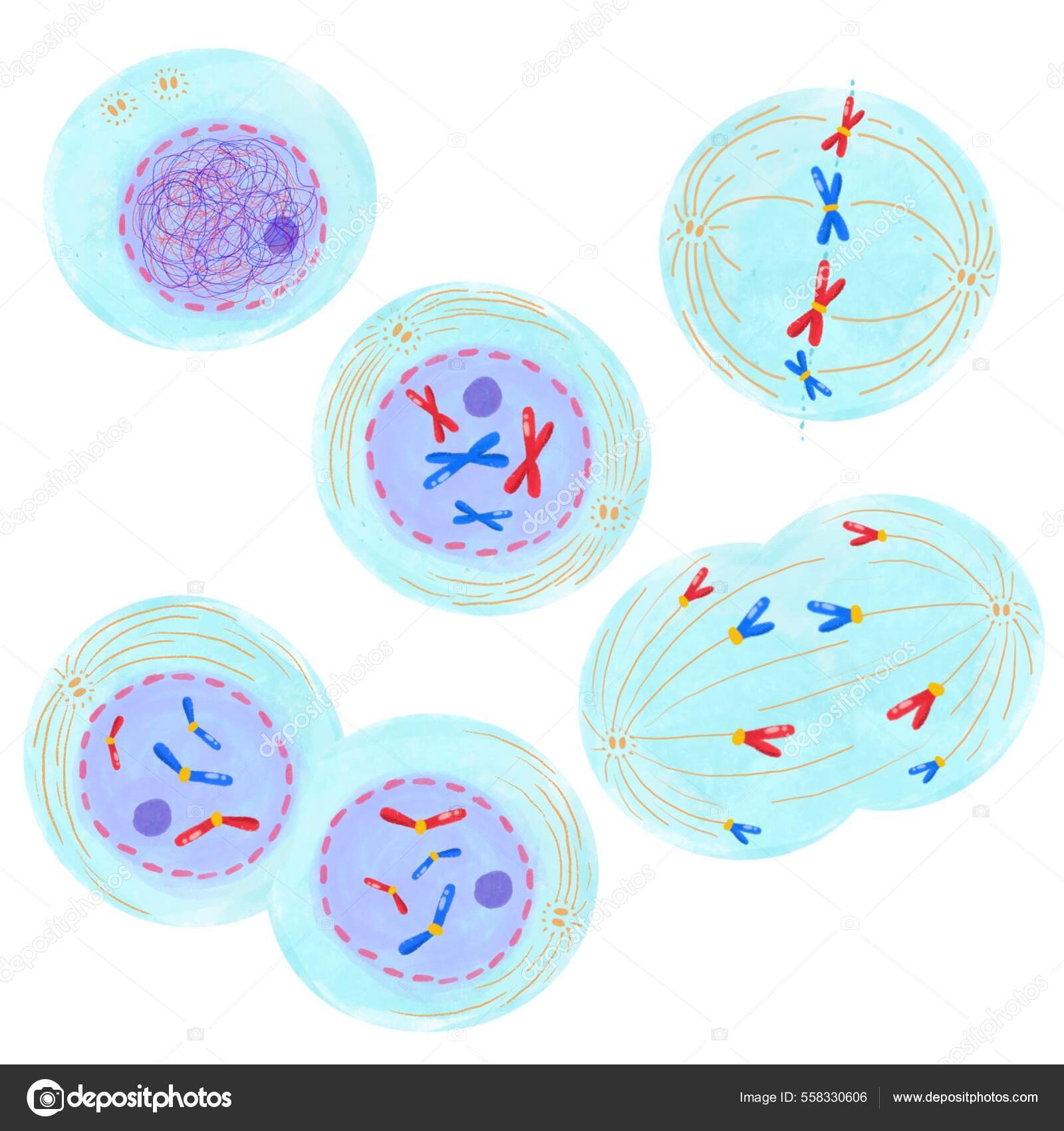 Mitosis Process Cell Duplication — Stock Photo © Achiichiii #558330606