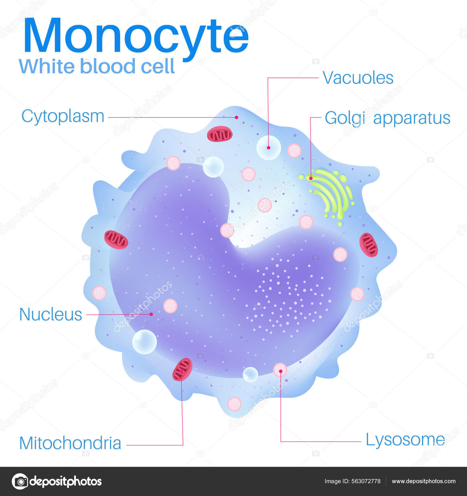 Monocyte White Blood Cells Stock Vector by ©Achiichiii 563072778