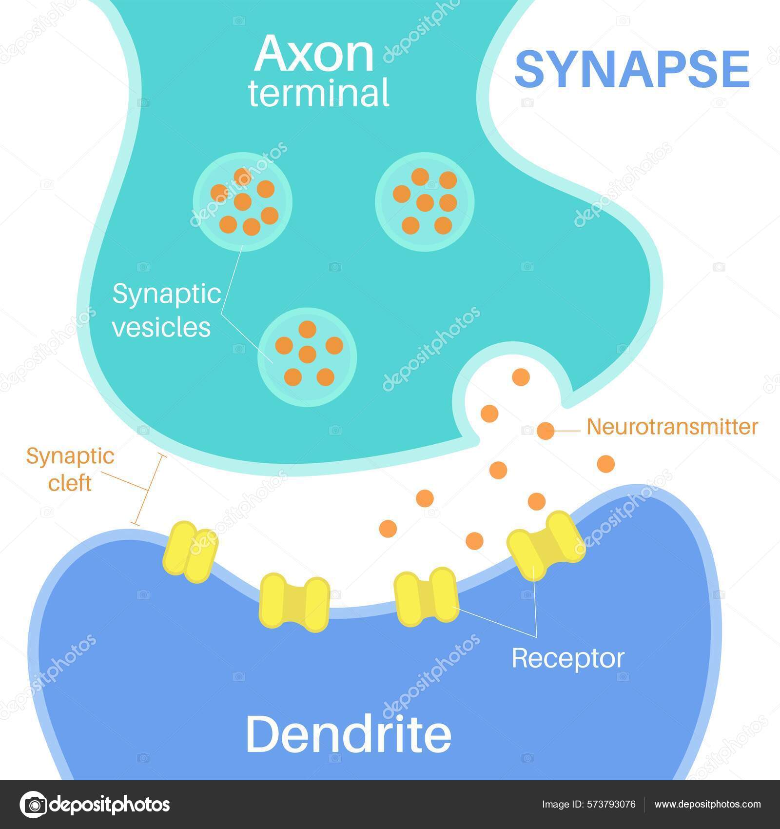 Synapse Structure Permits Neuron Stock Vector Image by ©Achiichiii ...