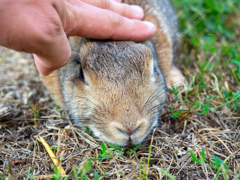 primer plano de la mano de un hombre acariciando a un lindo conejito ...