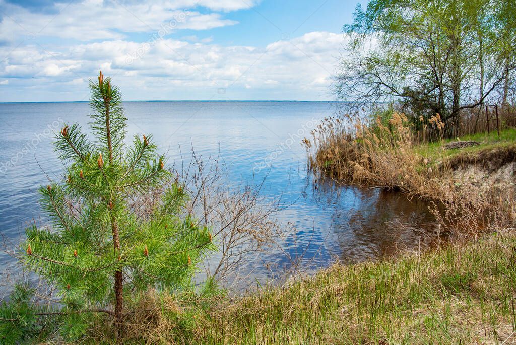 Encantador paisaje en un soleado día de primavera. Un pequeño pino ...