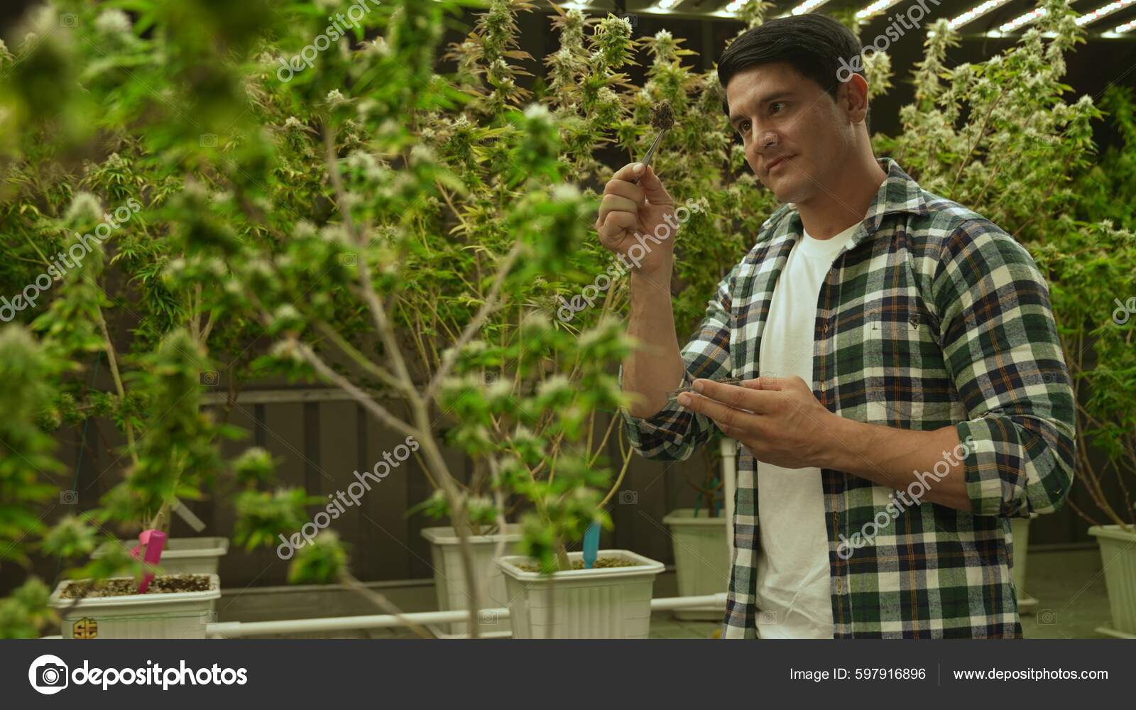 Marijuana Farmer Tests Marijuana Buds Curative Marijuana Farm ...