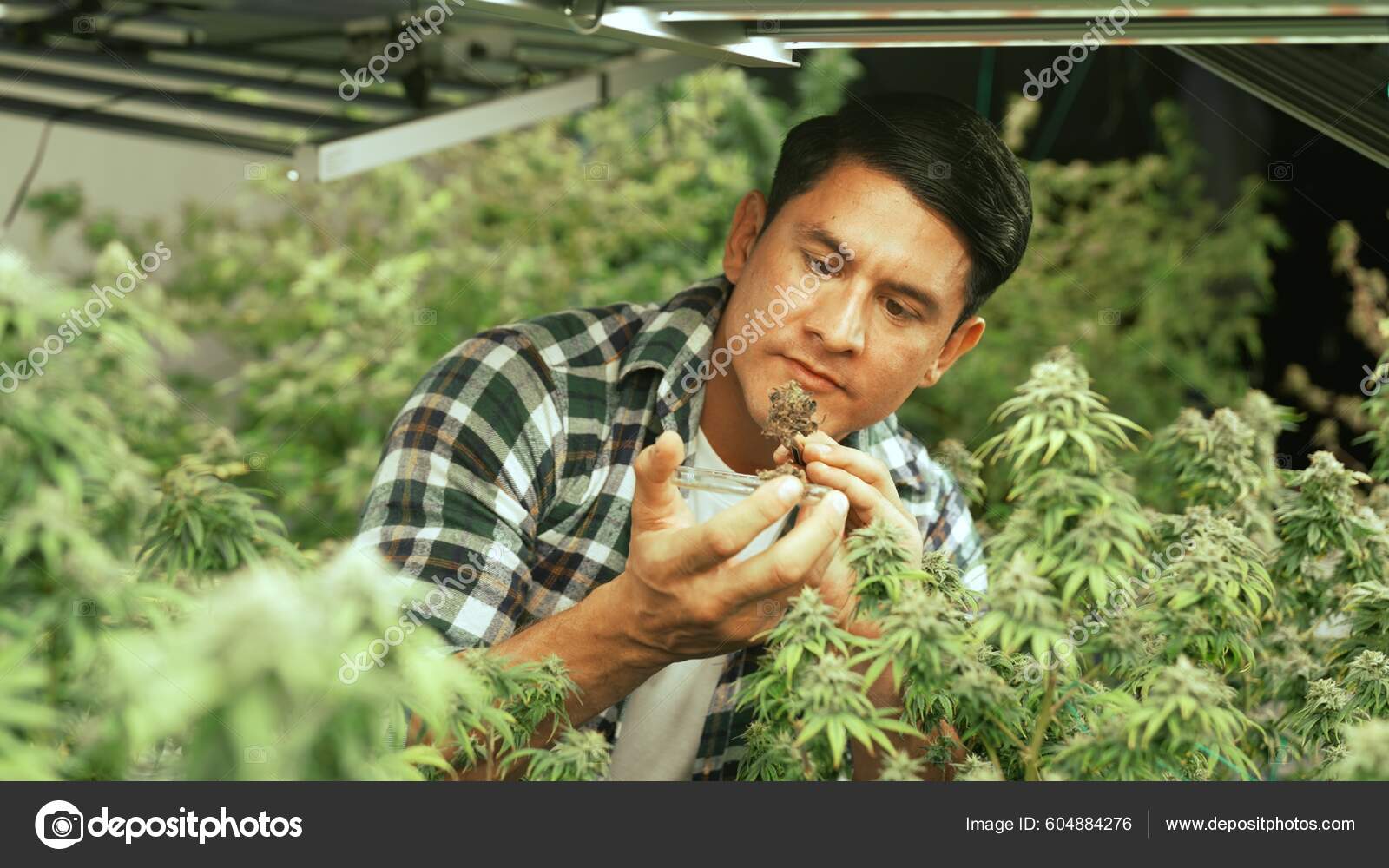 Marijuana Farmer Tests Marijuana Buds Curative Marijuana Farm ...
