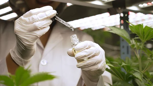 Scientist test CBD hemp oil product in curative indoor hemp farm . The ...