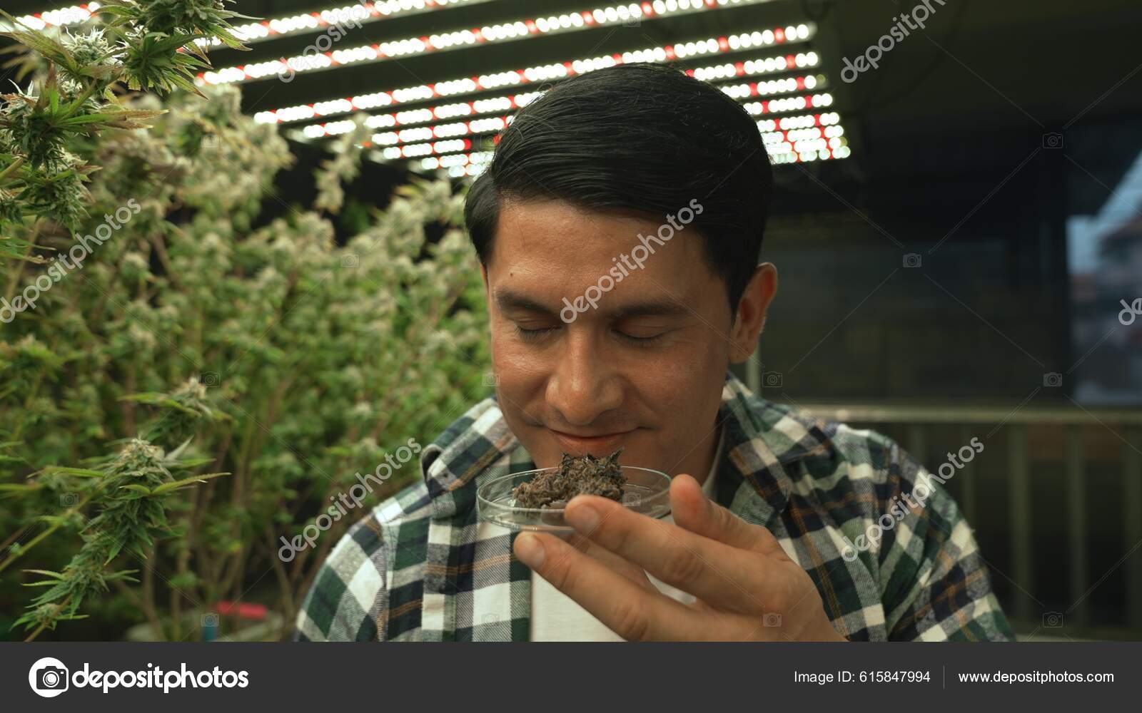 Marijuana Farmer Tests Marijuana Buds Curative Marijuana Farm ...